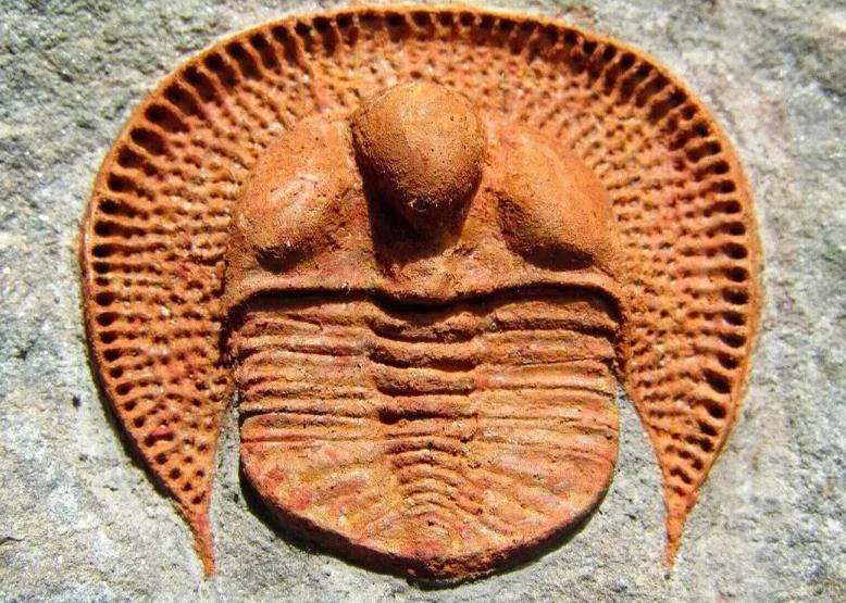 Based on the Cambrian large appendage arthropod fossils, explore new ...