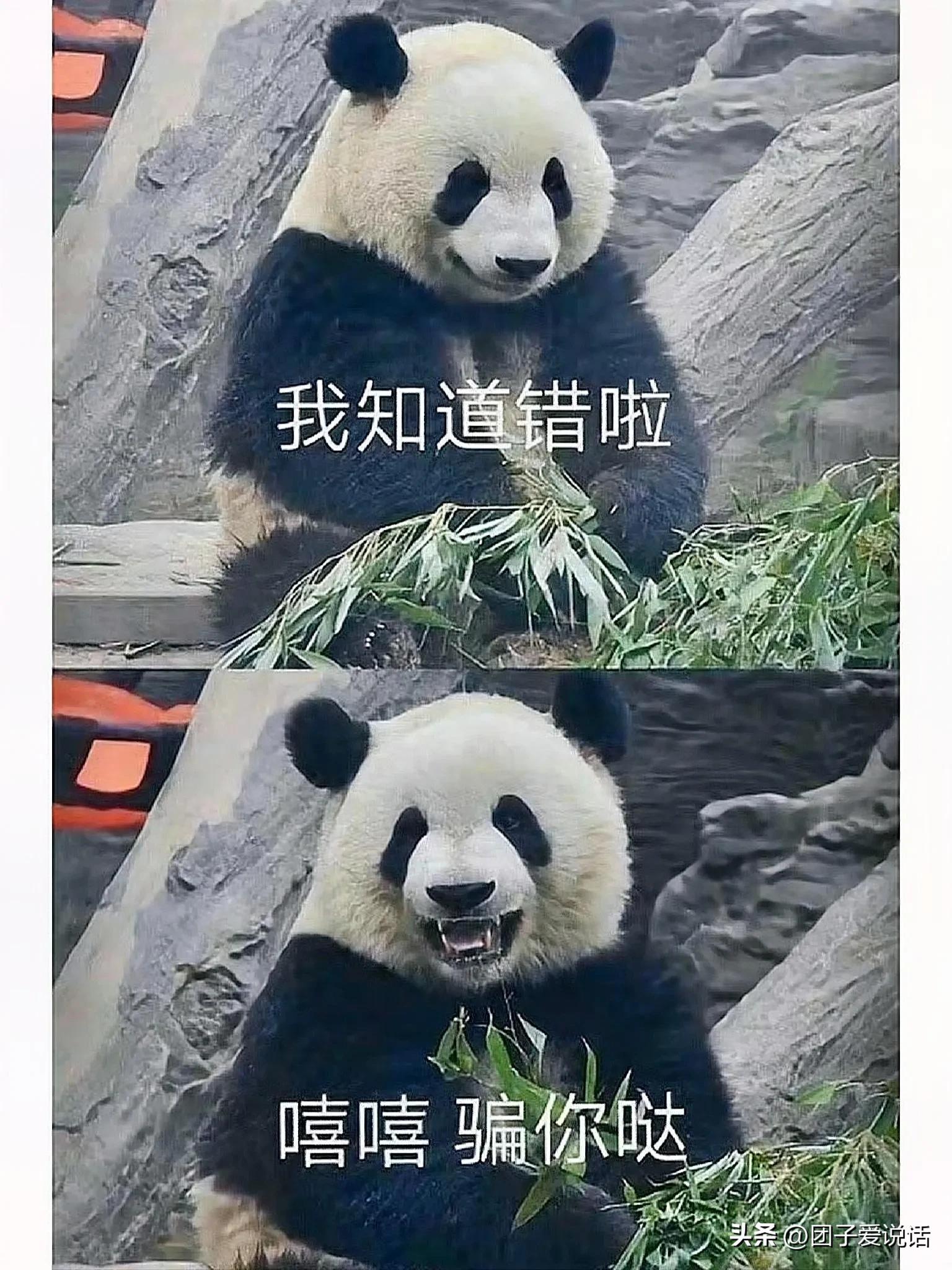 Why is the giant panda "Meng Lan" called the Third Prince of Xizhimen ...