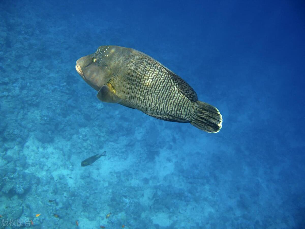 What is the longest living reef fish? - iMedia