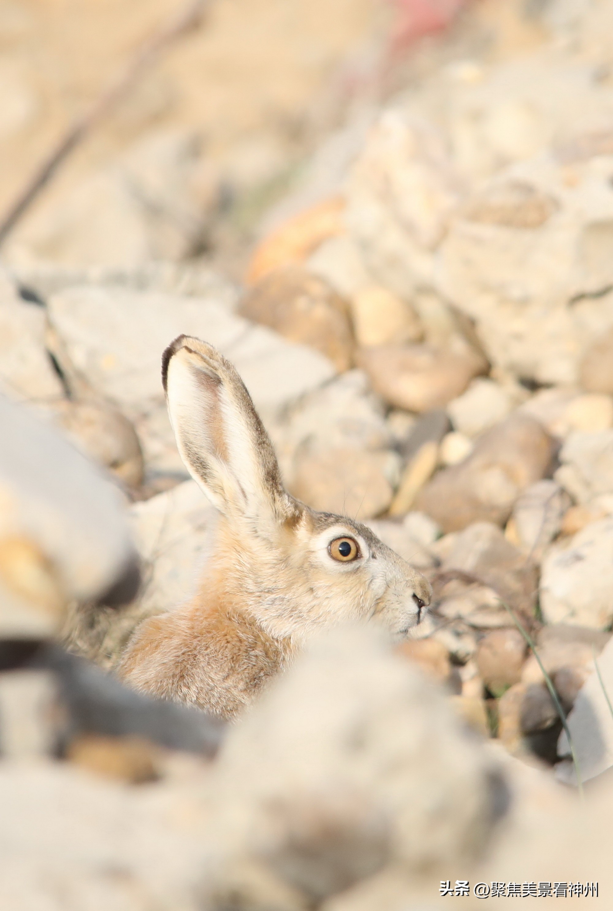 Talk about hares (with pictures and truth) - iMedia
