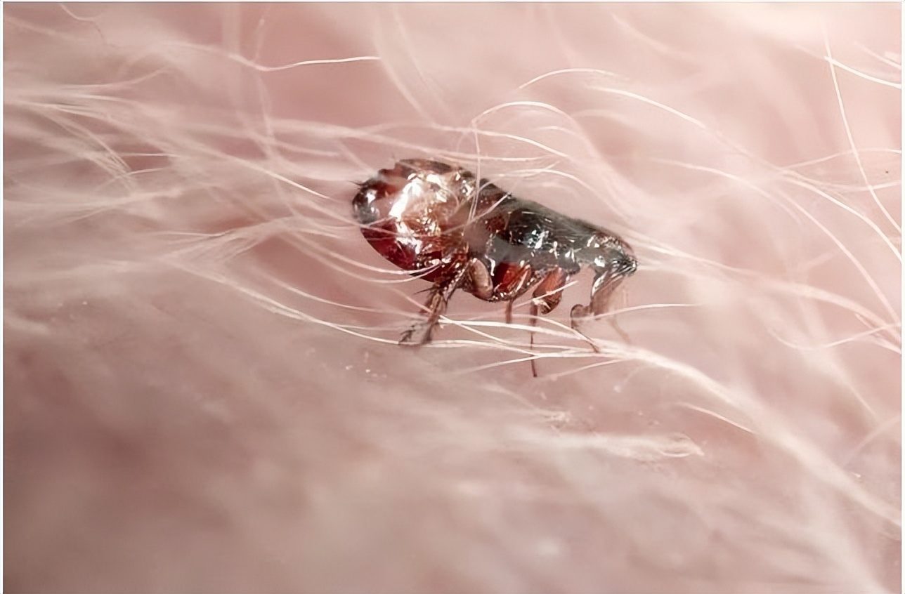 Common Pet Flea Infestation Symptoms and Prevention Methods - iNEWS