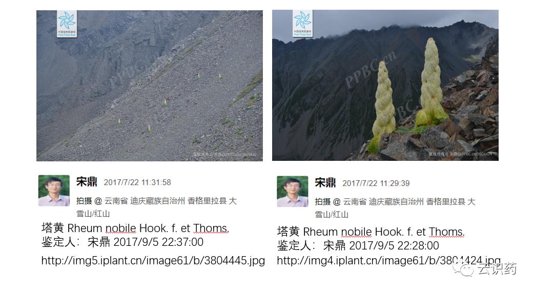 What kind of plant is "Tahuang"? - iNEWS