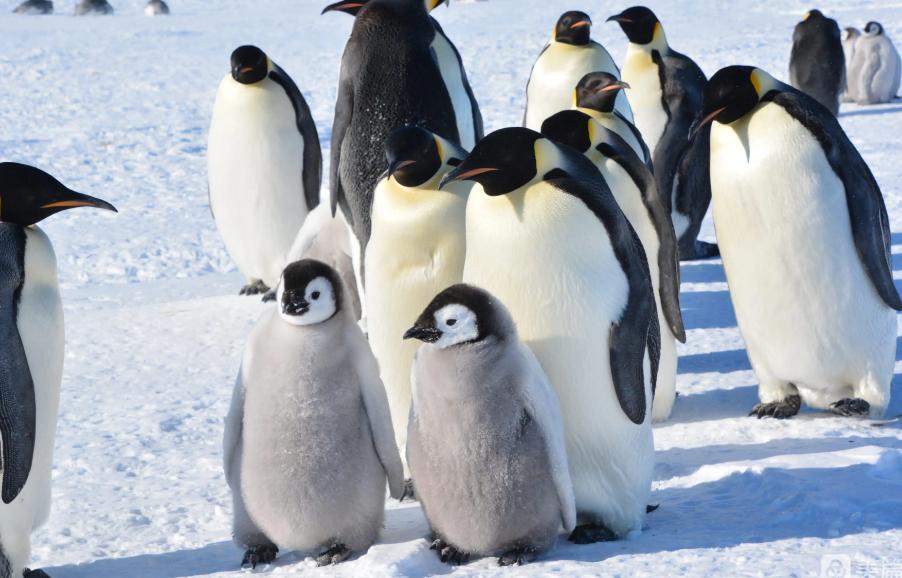 The Polar Miracle of Emperor Penguins: How to Survive and Reproduce in ...