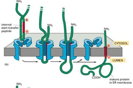 Signal peptide mimic primers for selective inhibition of clients - iNEWS