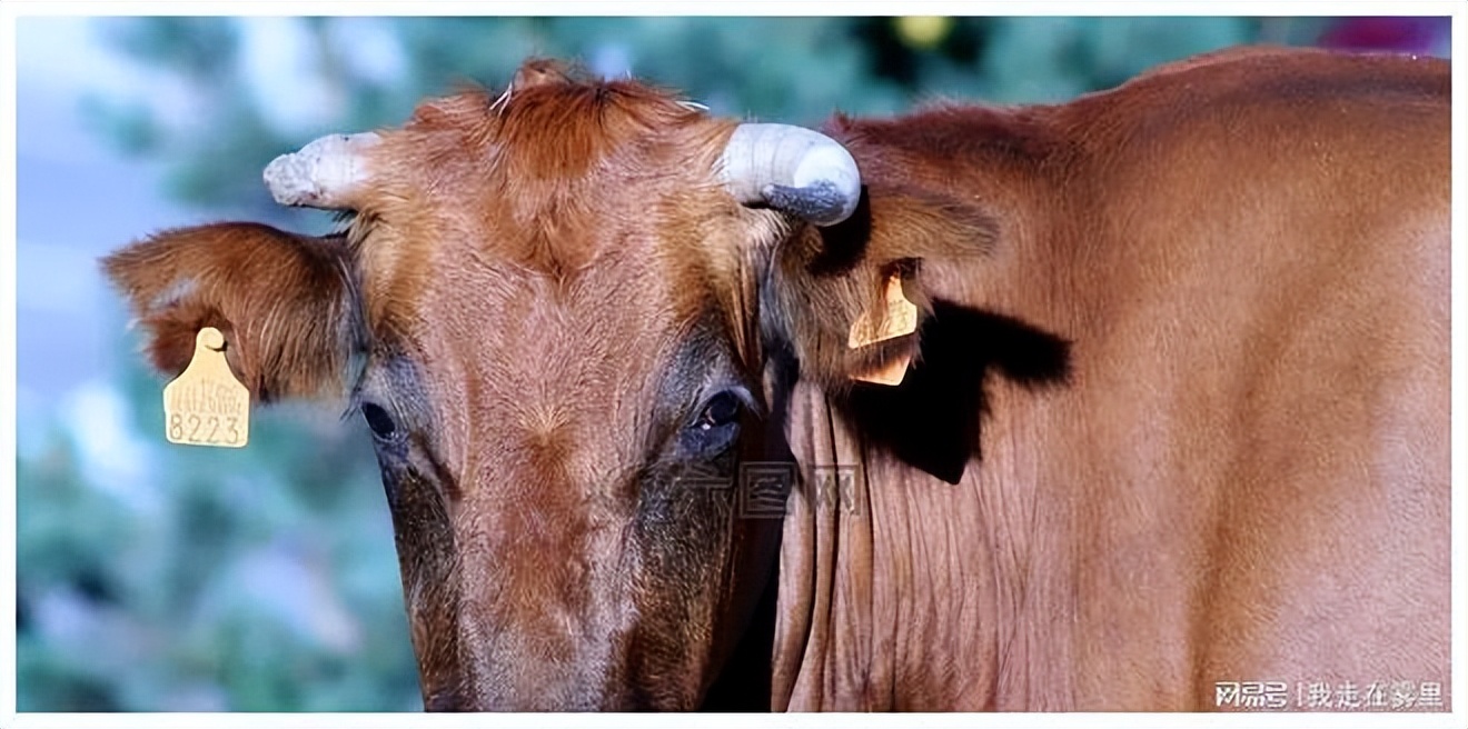 "Cows are afraid of yin and yang horns, people are afraid of squinting ...