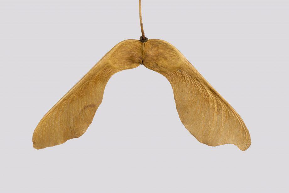 Autumn maple tree, seeds spinning gracefully in the wind, offering ...