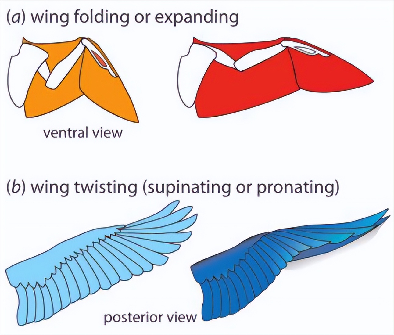 The flapping mechanism of the bird-like flapping wing aircraft - iNEWS