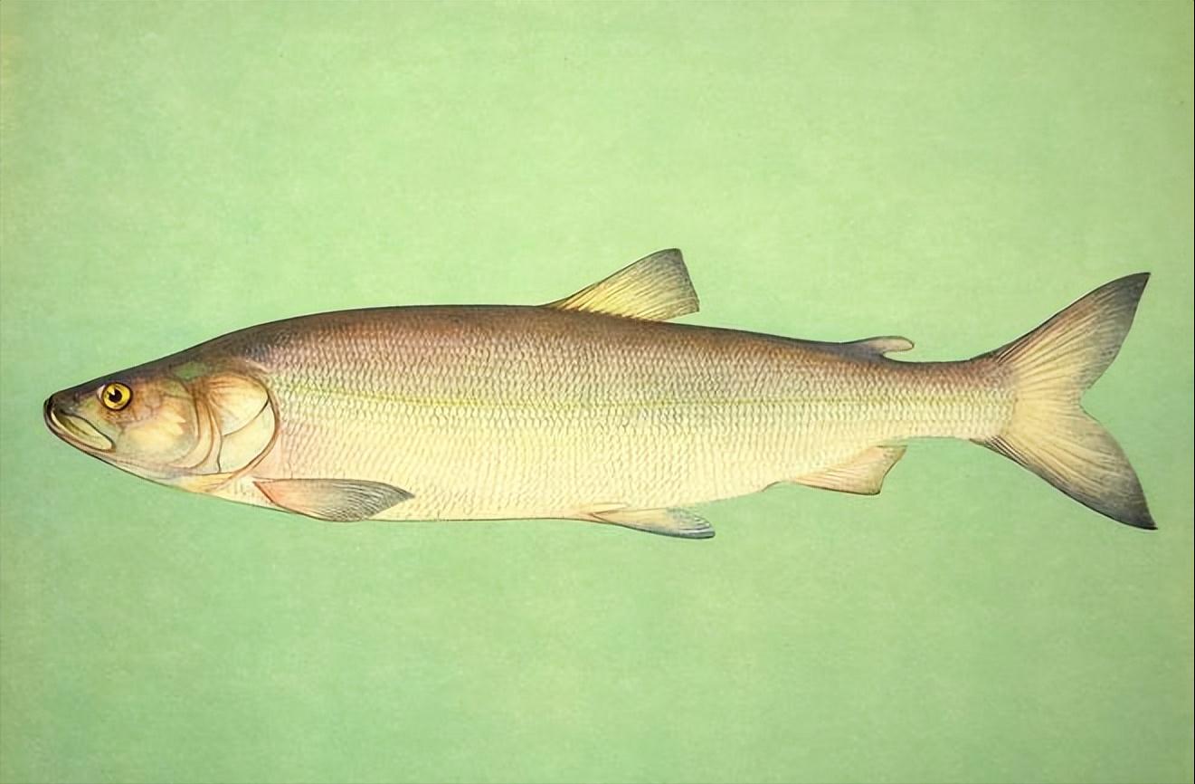 23 species of animals and fish rarely seen today - iNEWS