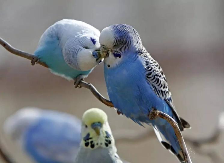 How do birds eat without teeth? There is an amazing organ hidden in ...