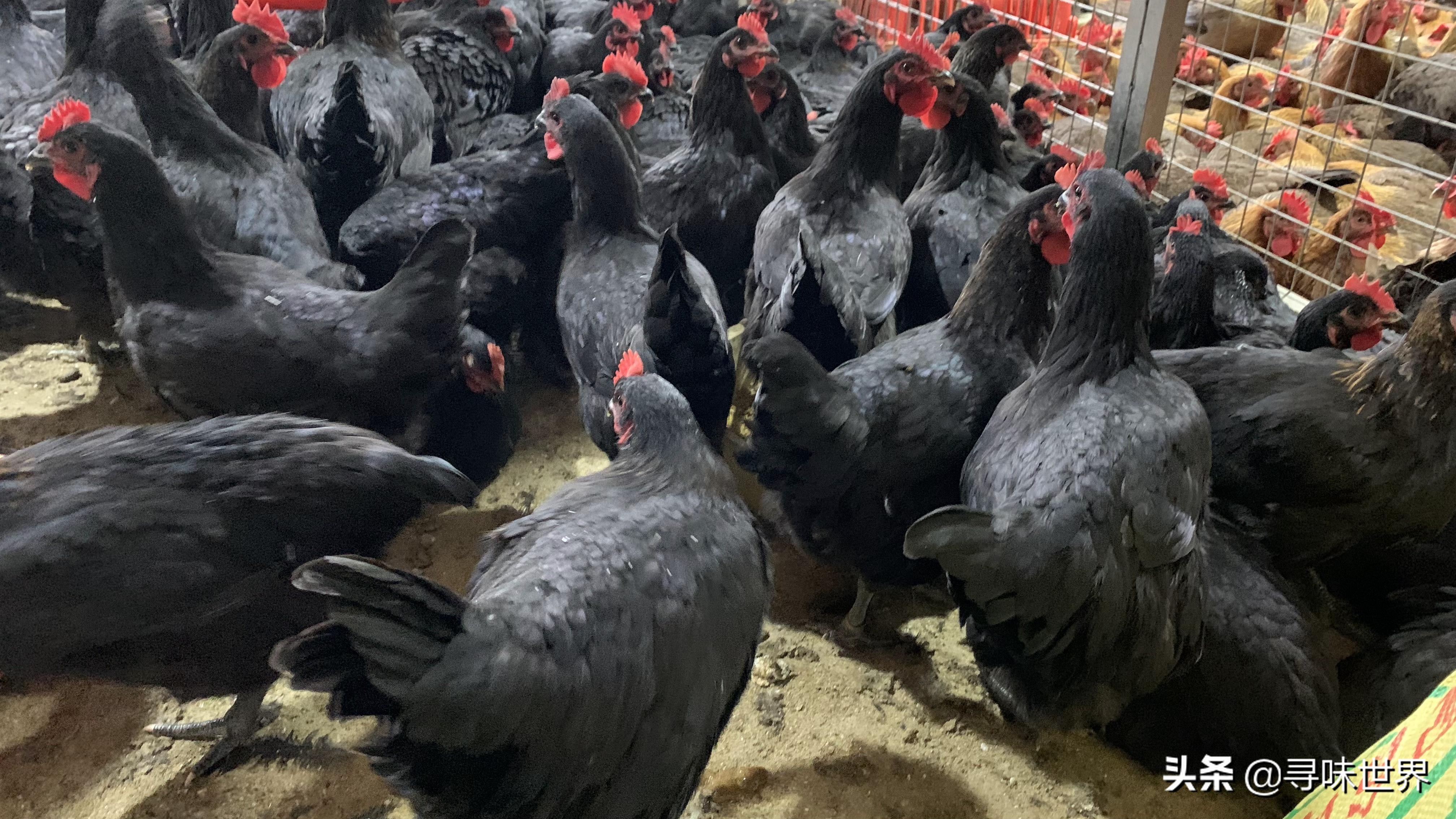 When buying chickens, insiders buy free-range local chickens. The meat ...
