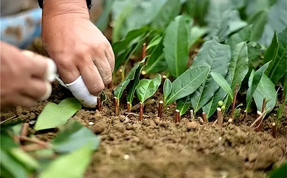 The process of "injured and regenerated roots" of plants goes through ...