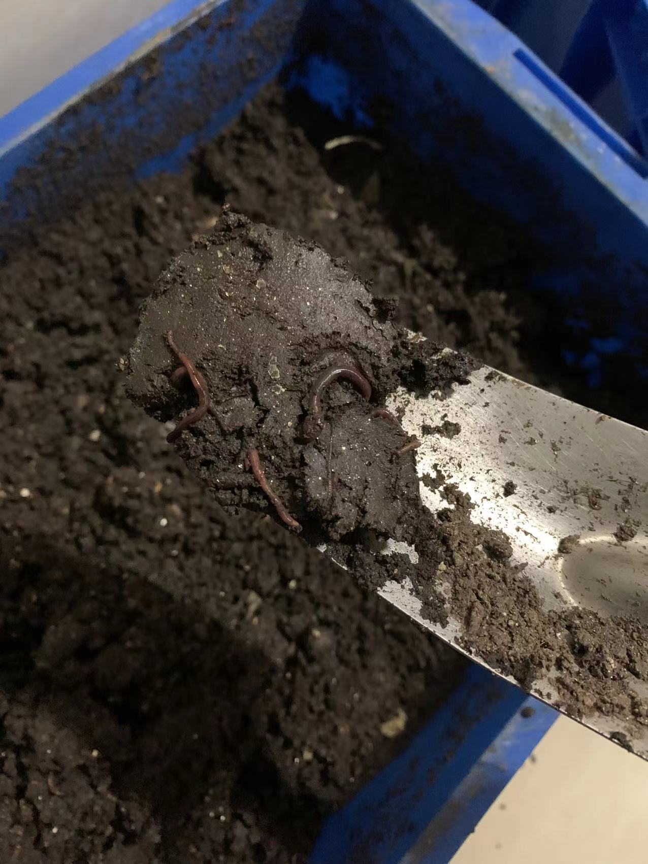 Soil version of "Dabu Pills", how much tonic?Do not spend money on ...