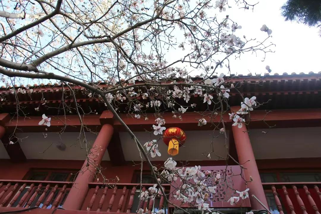 The beautiful and solemn Zhengding Linji Temple - iNEWS