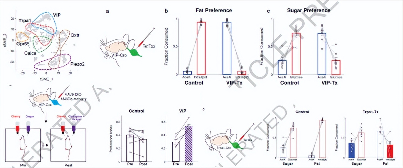 The brain-gut neural circuit: the physiological basis of fat 'addiction ...