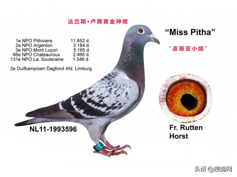 Frans Rutten of the Netherlands takes the top four of 15,900 pigeons ...
