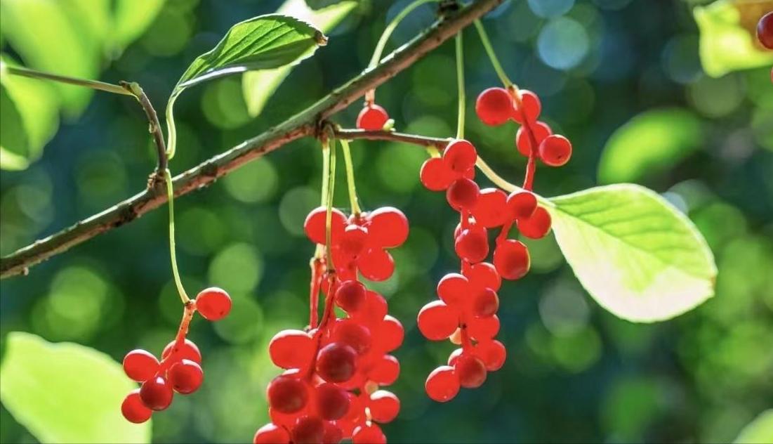 Suddenly the warm wind arrives, followed by the slight heat - iNEWS