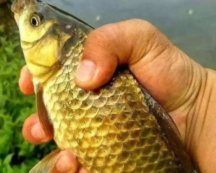 Do fish gather in deep water or in shallow water?Its skin color is the ...