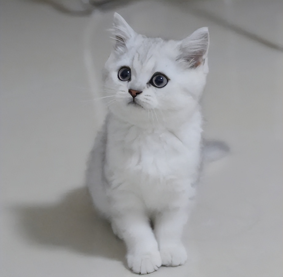 Summer is cool, skin care tips for silver gradient cats! - iNEWS