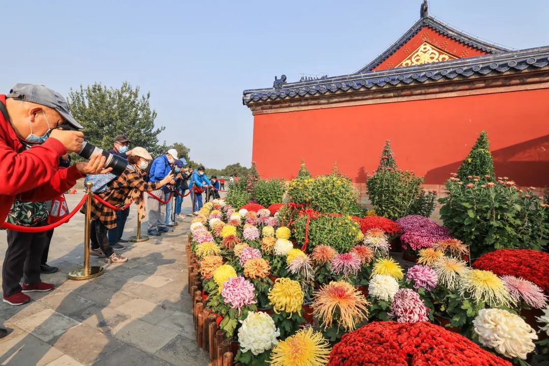 "Thousands of Dali chrysanthemums" are eye-catching!More than 6,000 ...