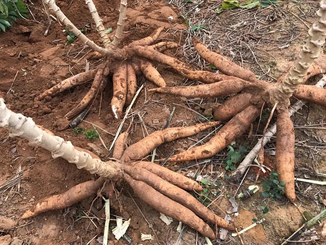Cassava that poisons people?It has also become the life-saving food for ...
