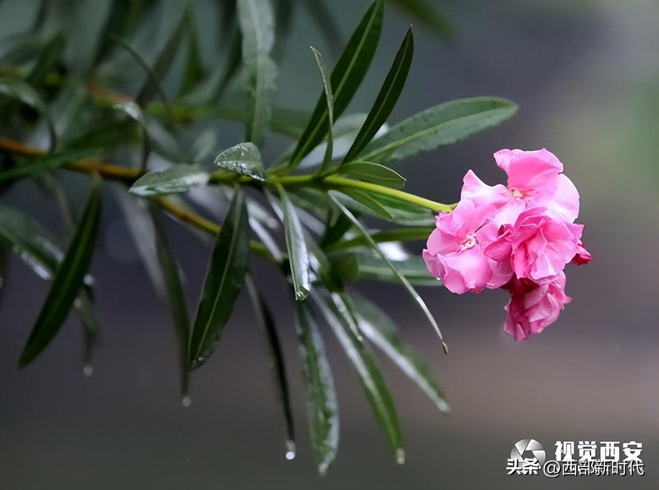 Walking through the moat in the rain is a delightful sight to behold ...