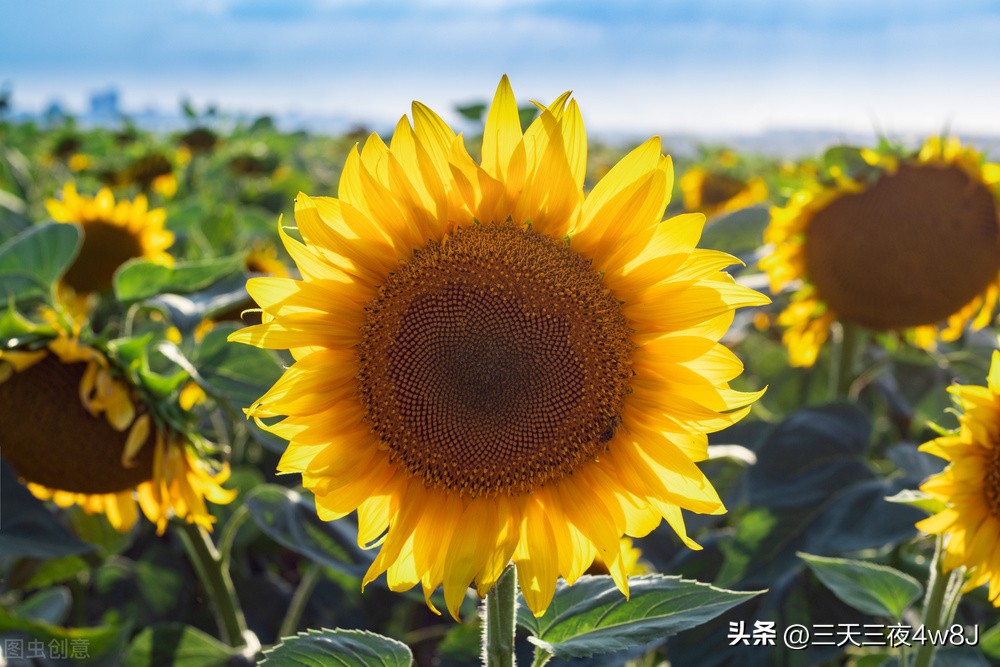 Four constellations, lucky stars are shining brightly, good fortune is ...