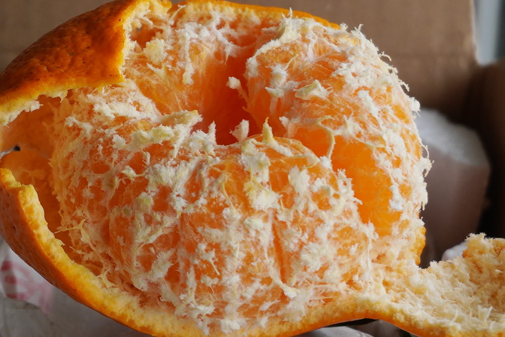 The ceiling of the citrus world, with its own Japanese origin, the rake ...