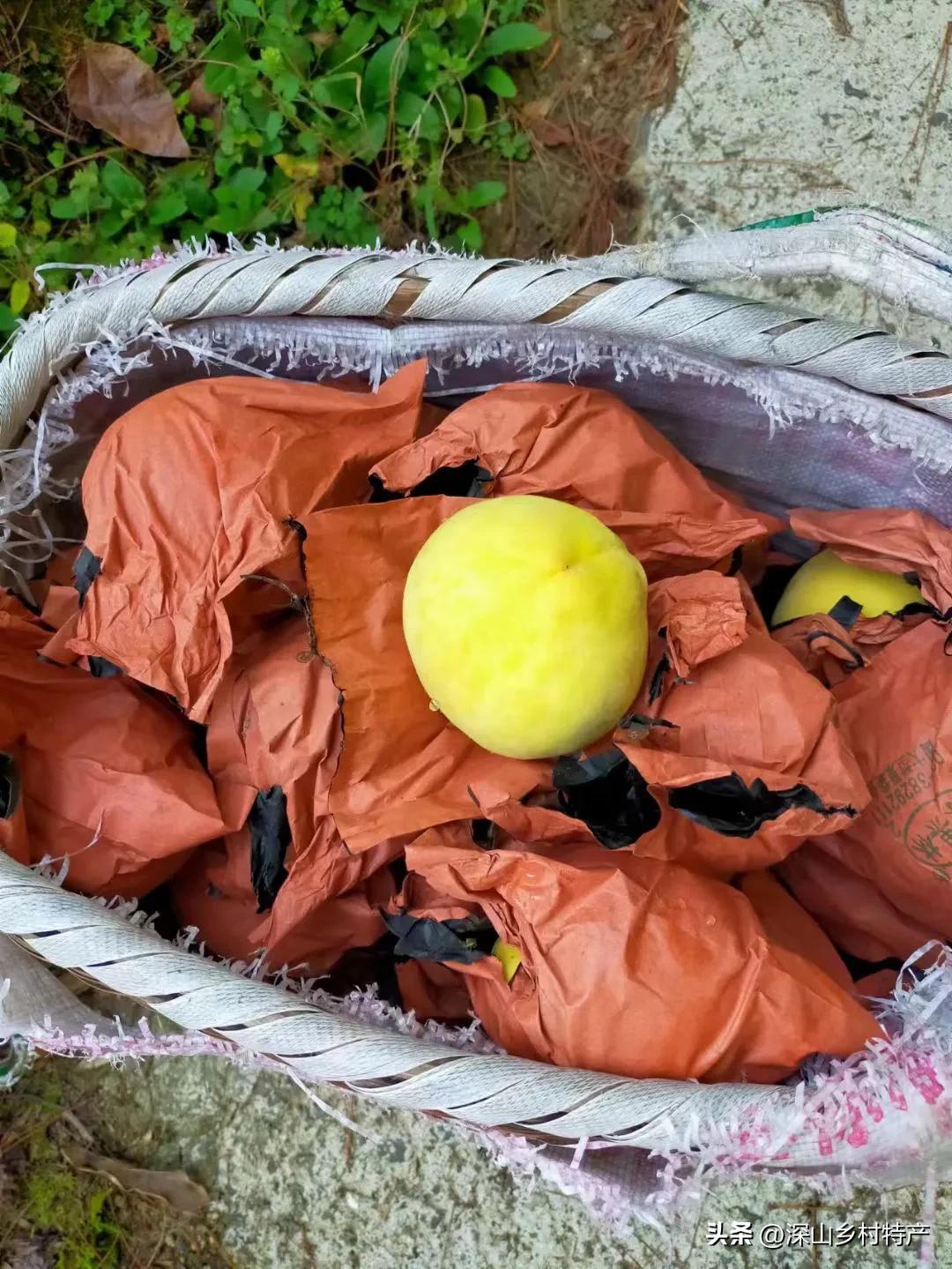 Yanling Alpine Rhubarb Peach and Nai Plum - iNEWS