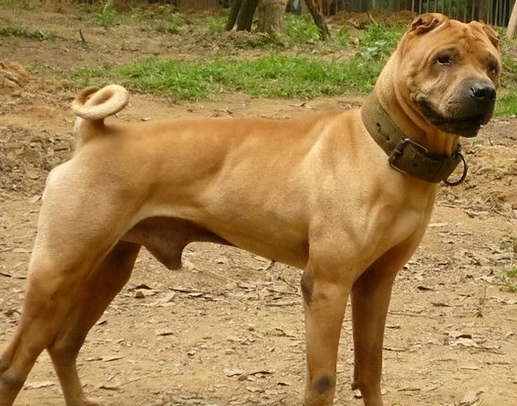 You must have seen these five "earth dogs"! The fifth dog is rich but ...