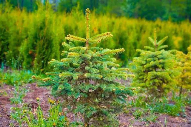 More than 3,000 wild yew trees were found in Jiangxi, and the trees are ...