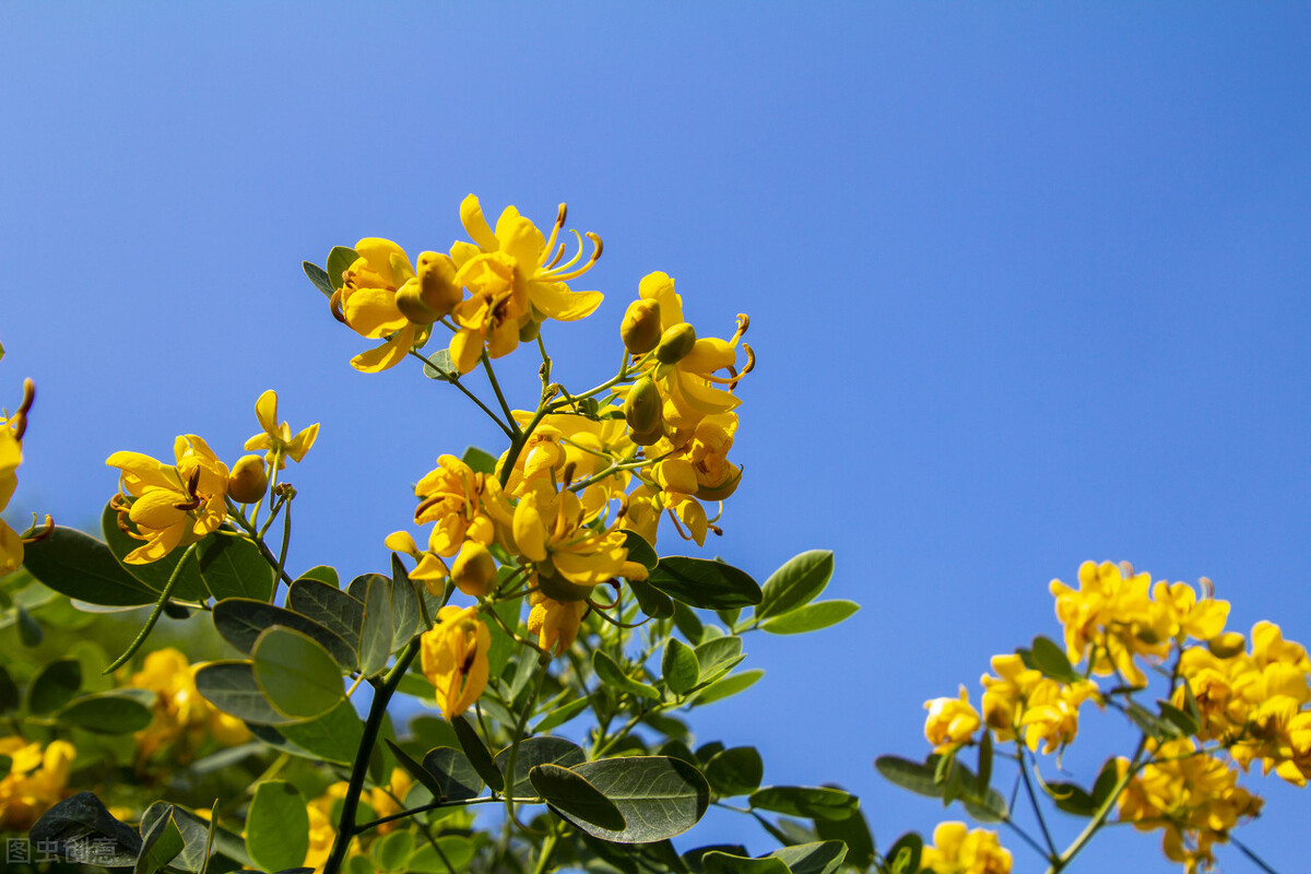 Do you know the meaning of cassia flower? - iNEWS