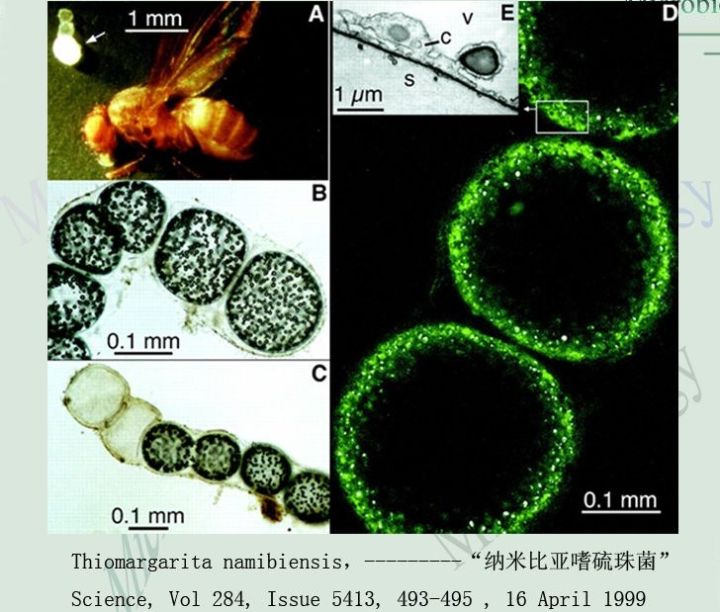 How big is the largest bacteria?This bacterium is two centimeters long ...