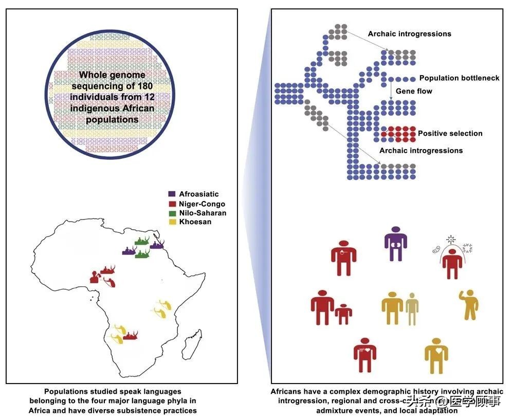 "Cell" cover: New research reveals the complex evolution of African ...