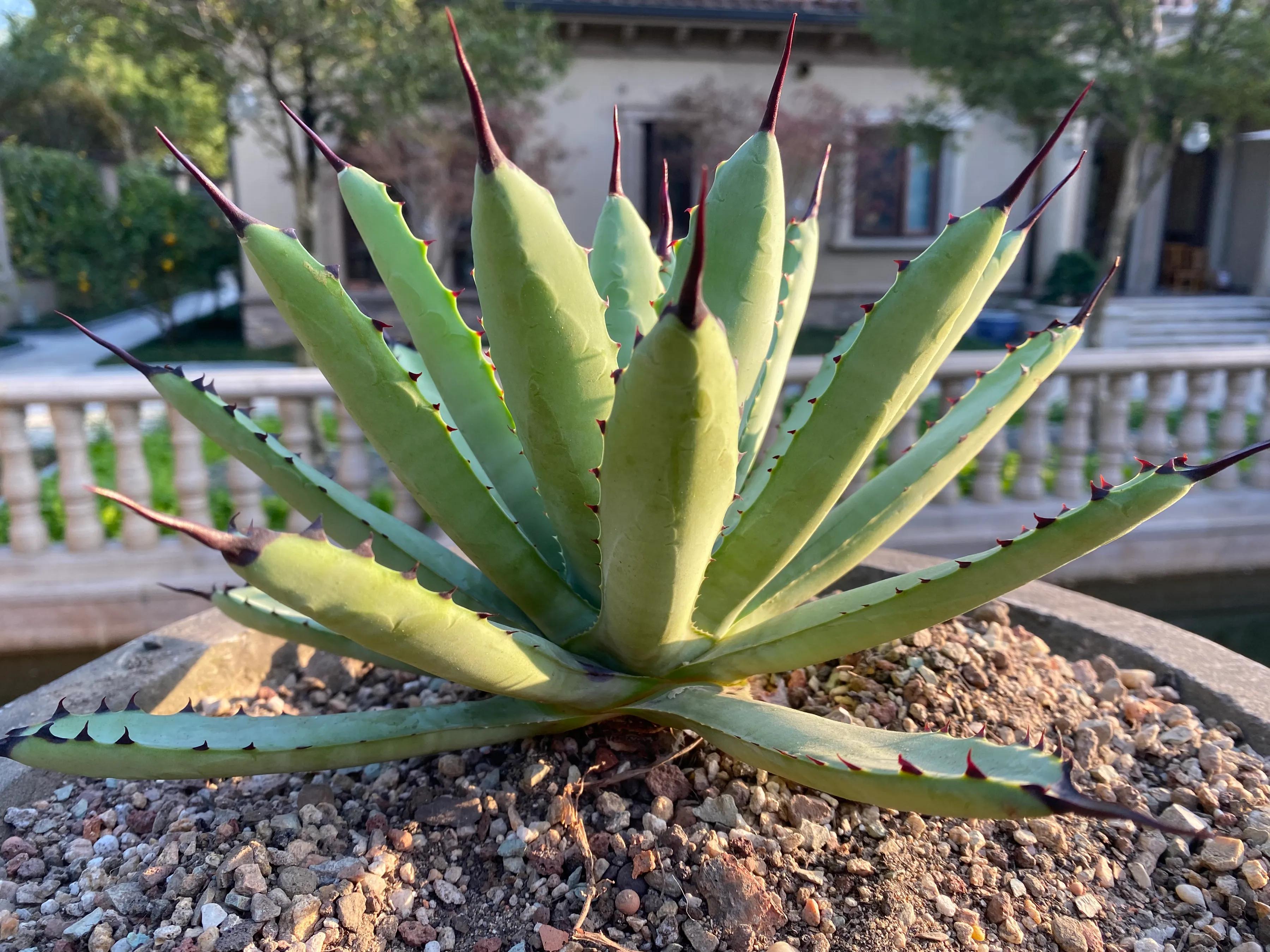 Green Muscle Eight Desolate Temple Tequila - iNEWS