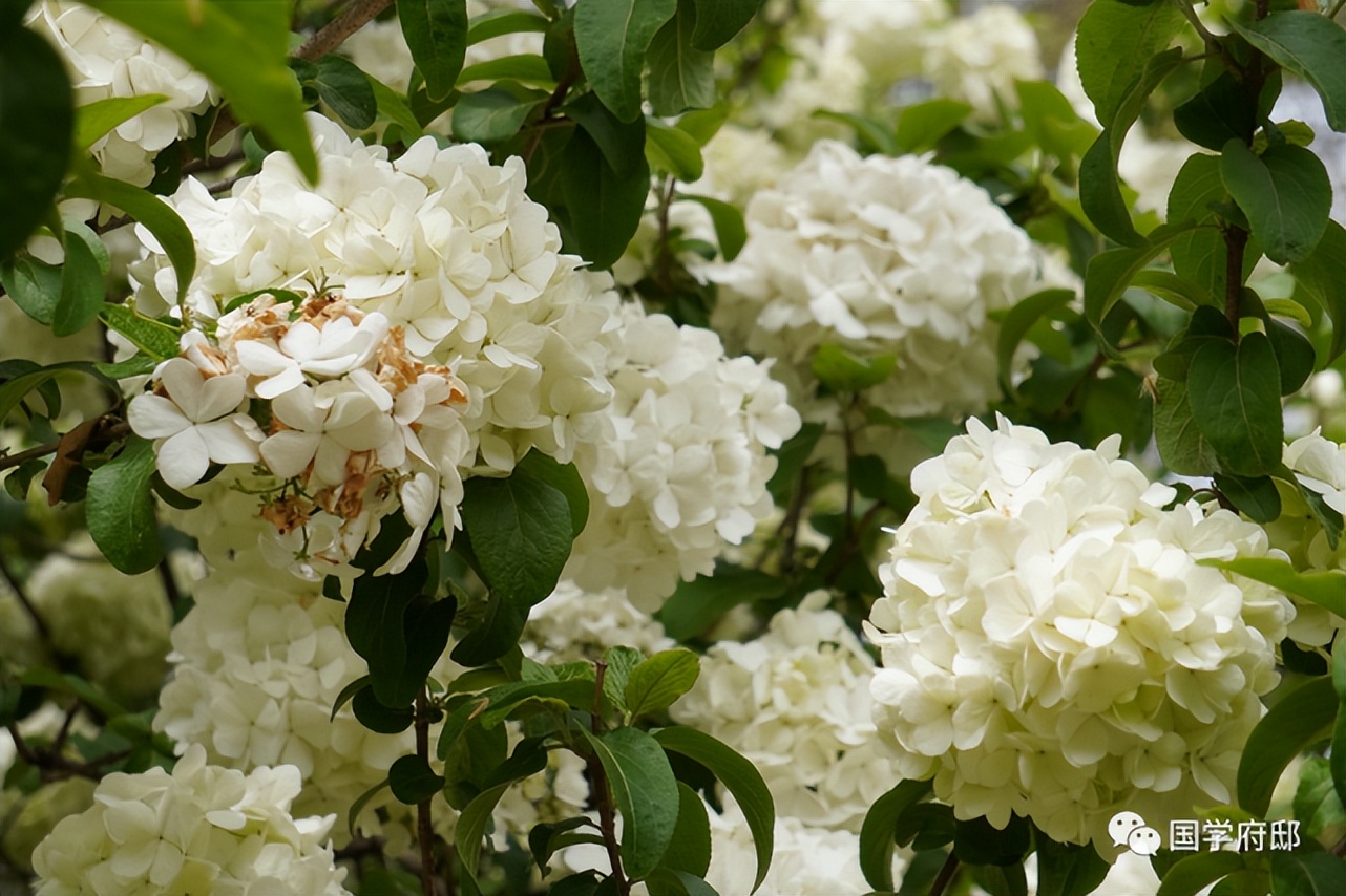 Hydrangea, the most beautiful late spring poem - iNEWS