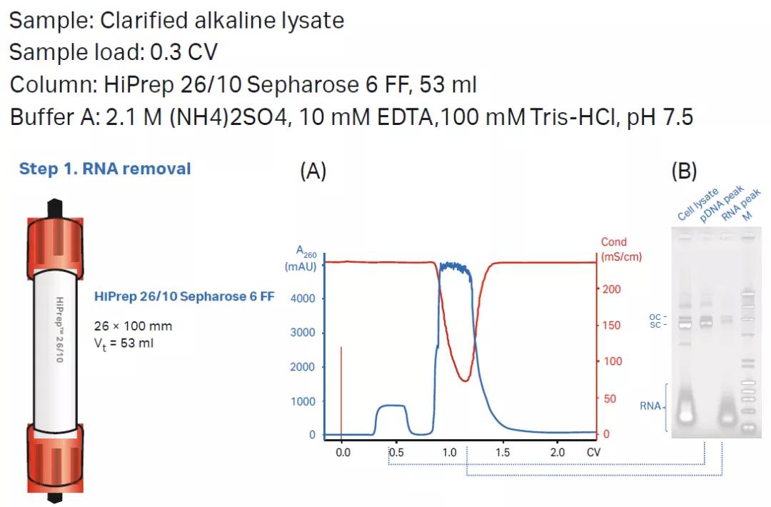 Plasmid extraction and purification - iNEWS