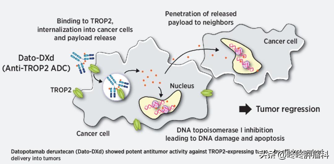The magic bullet ADC drug is a new drug: Dato-DXd was born, and the treatment of breast cancer ...