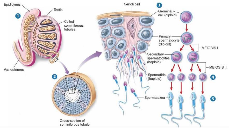 Origin and development of germ cells - iNEWS