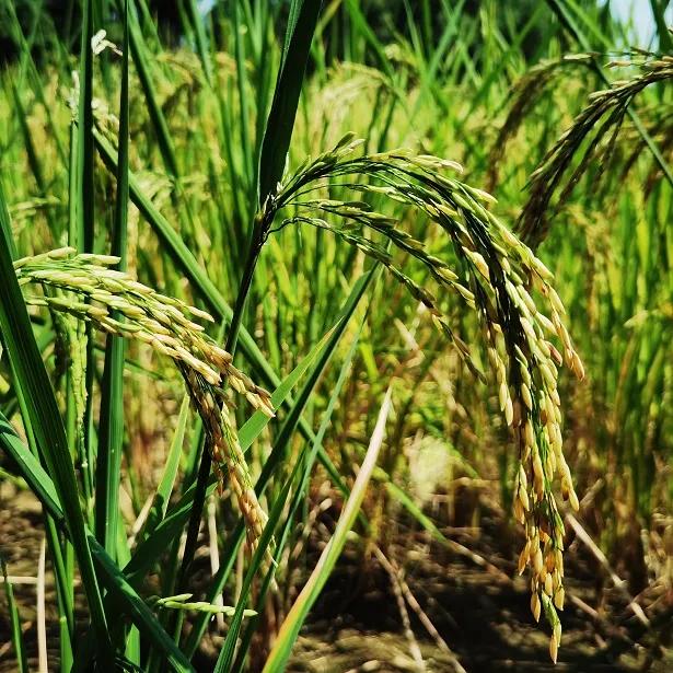 Mulan Qitang enjoys rice fields - iNEWS