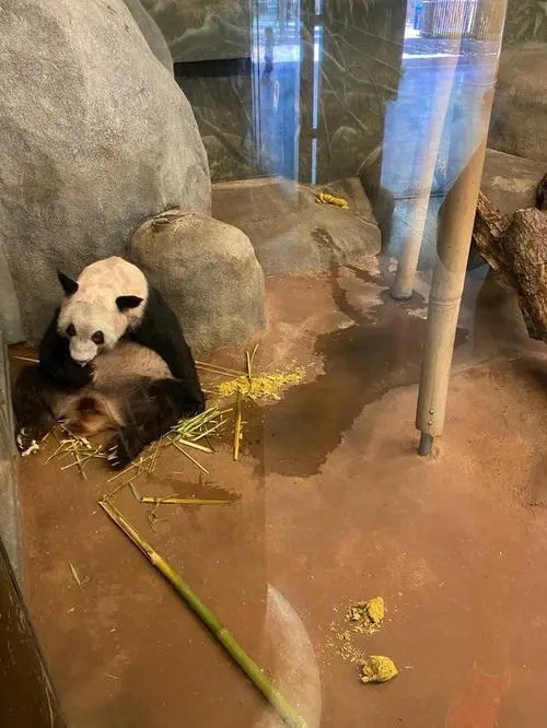 Panda Yaya Lele returns to China after 20 years! Chinese people greeted ...