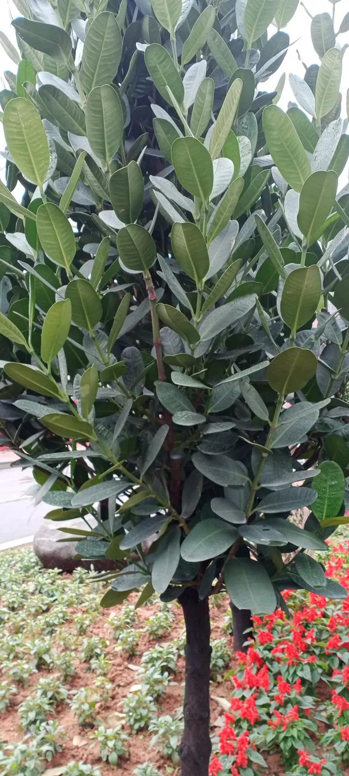 "Lingnan Botanical Garden/Fukuki, Philippine Island" - iNEWS