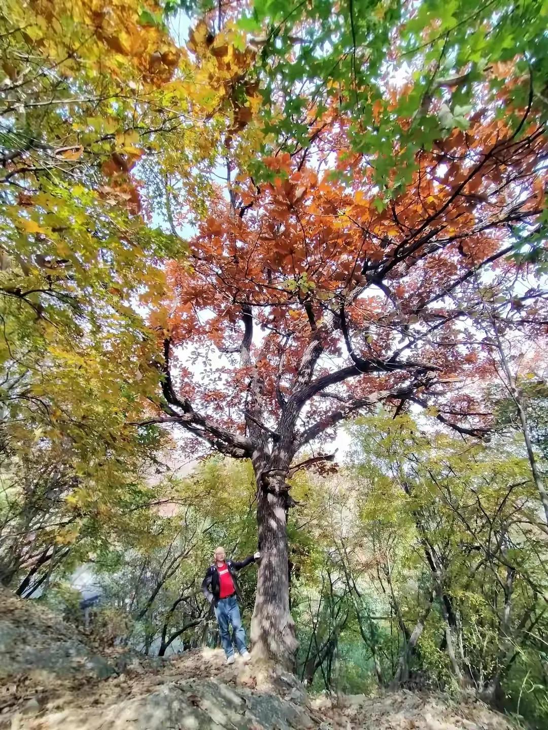 What is the largest red leaf tree in Xishan, Beijing?Pistacia - iNEWS