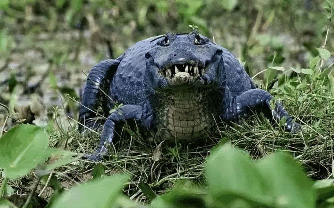 Why is the Amazon said to be a forbidden zone for humans?These 6 big ...