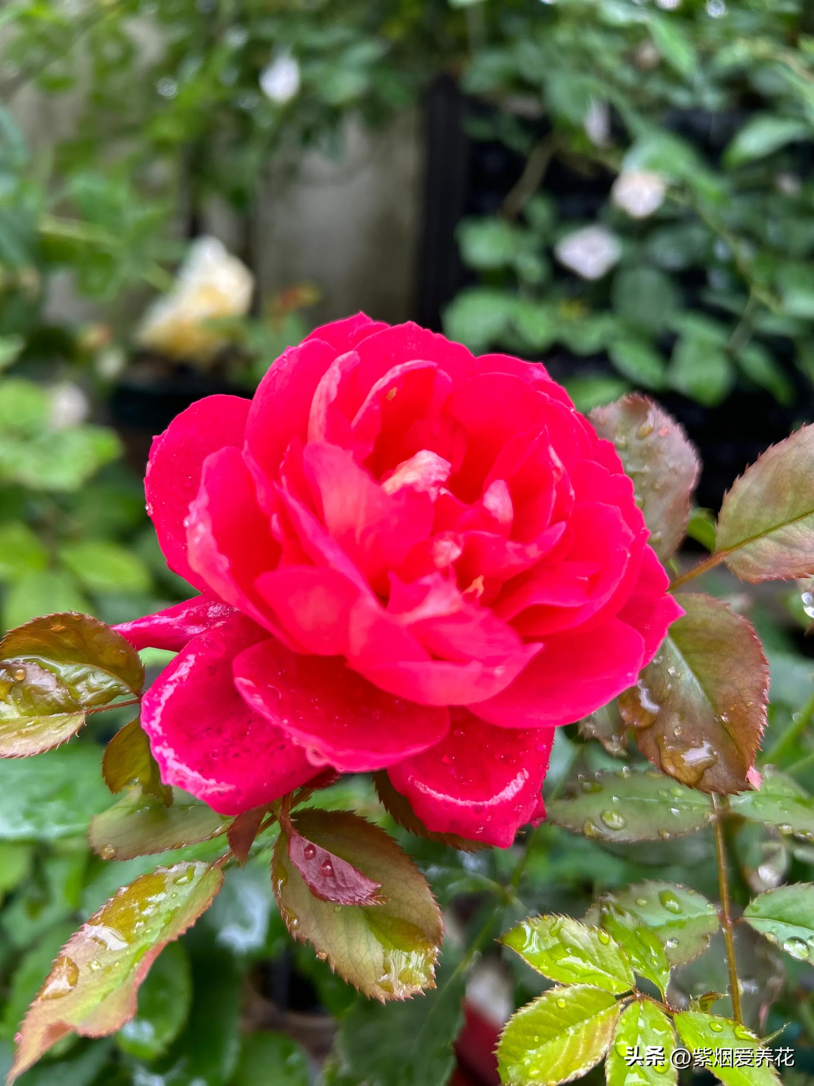 There is a kind of rose called Doctor Massad - iMedia