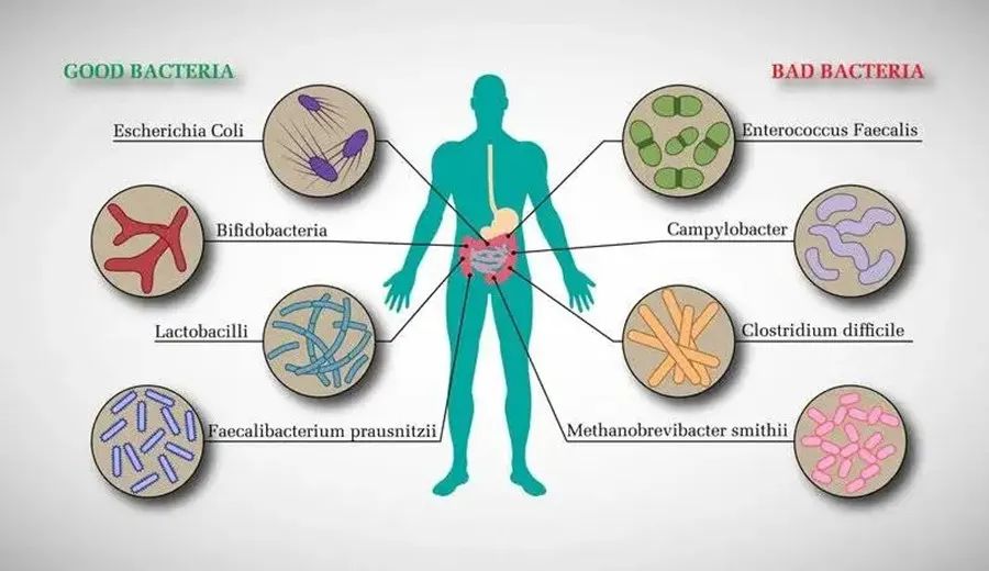 Why are human microbes more unique than genes? - iNEWS