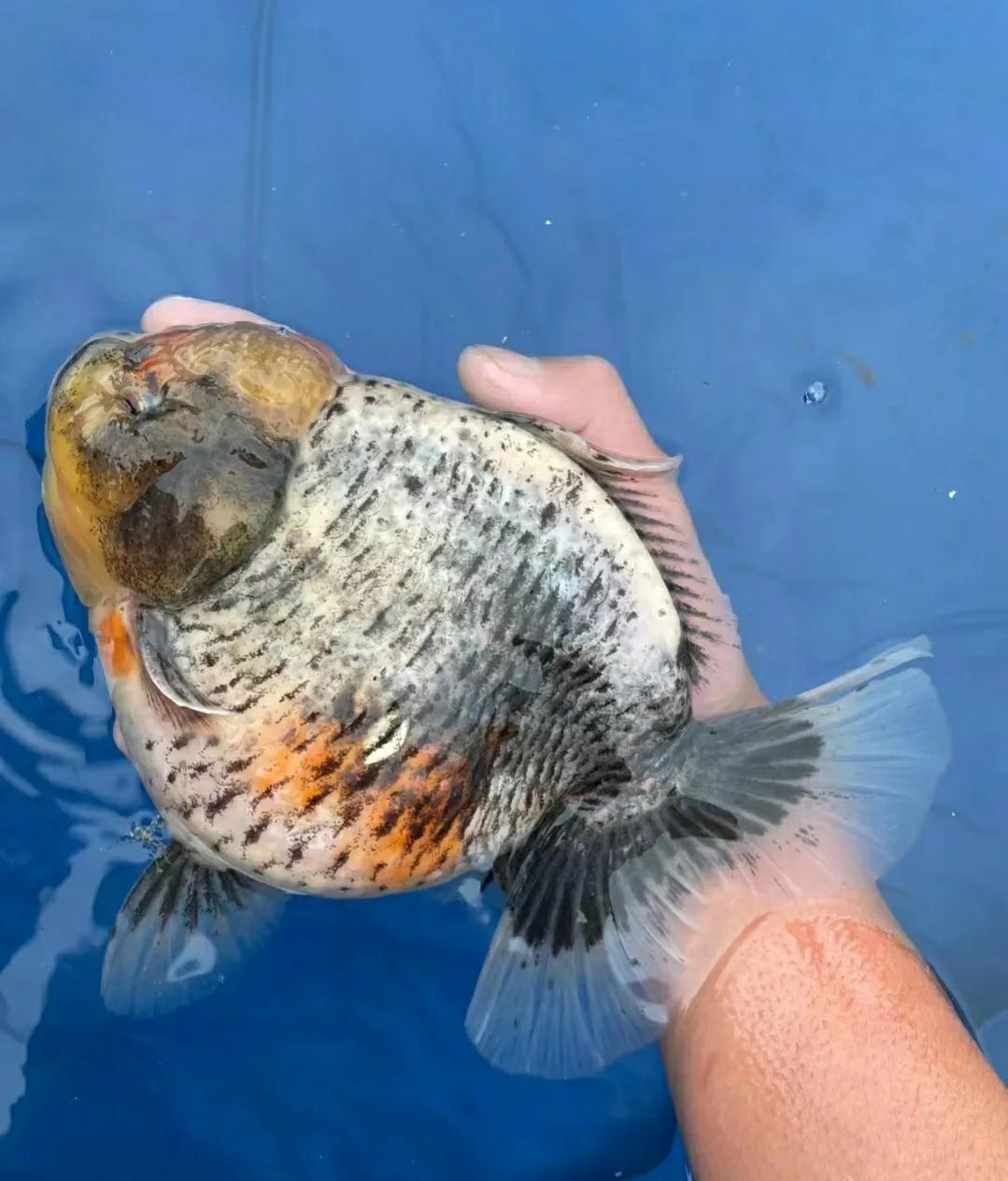 What are the tips for picking goldfish fry?How to turn a seedling into ...