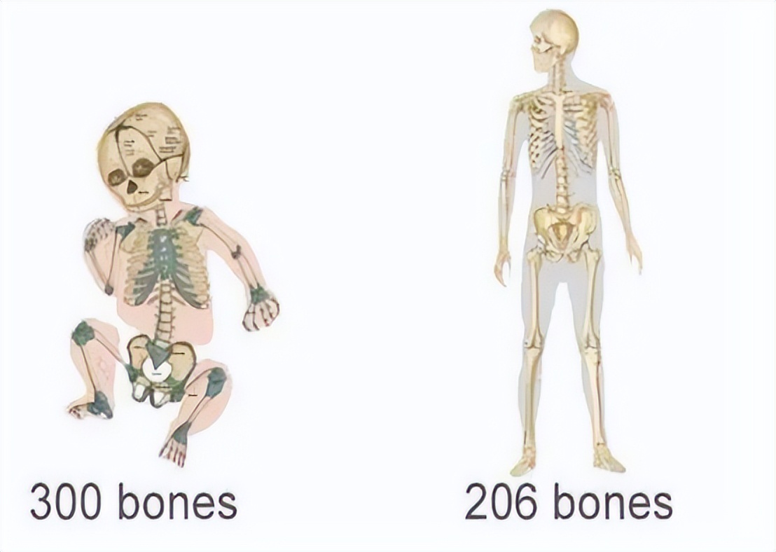 There Are 206 Bones In The Human Body But Chinese People Generally 
