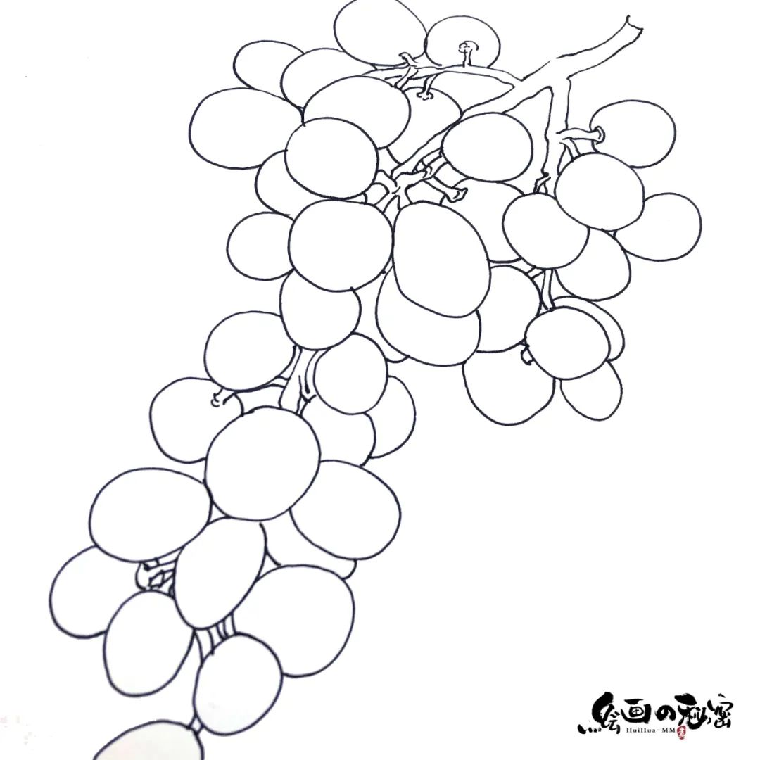 muscat grapes - iNEWS