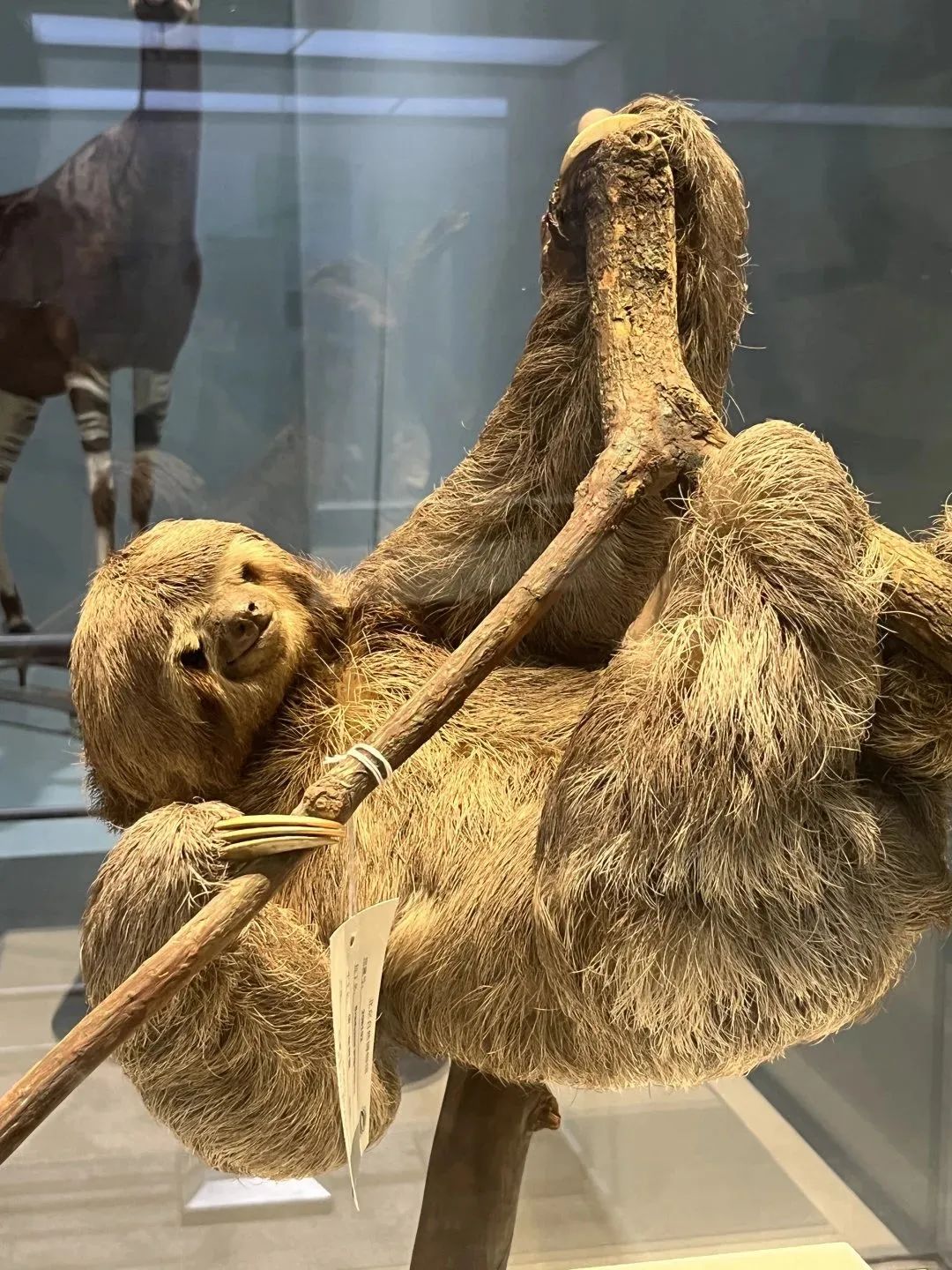 The National Museum of Natural History's Collection Exhibition of ...