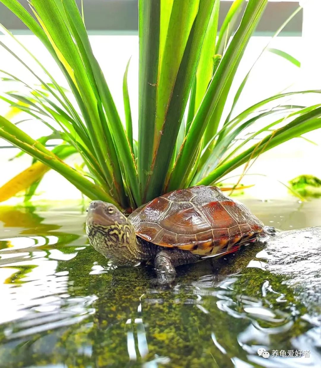 Can you really wait for the best time to raise turtles? - iNEWS